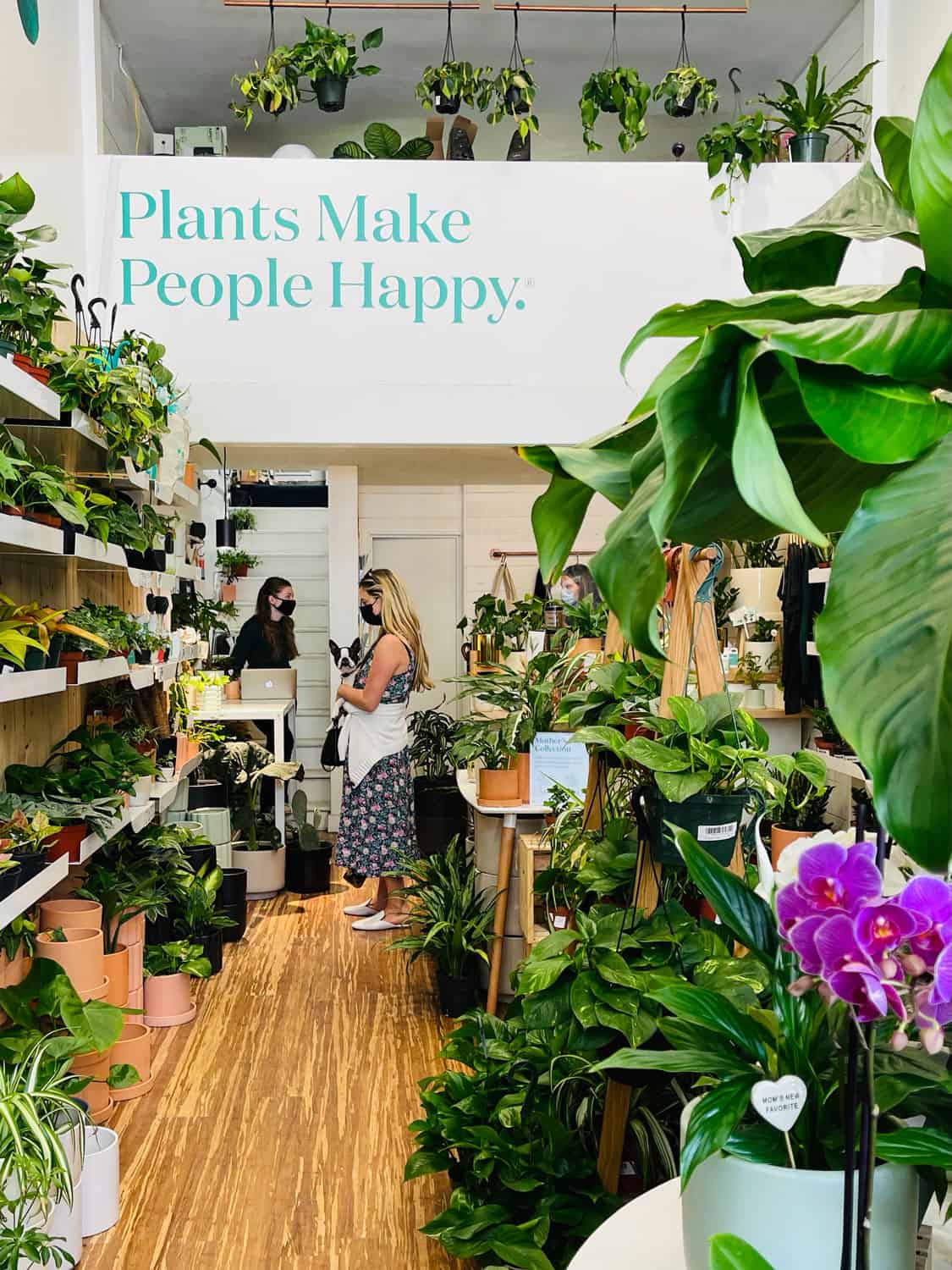 10 EASY Plants To Brighten Your Home | Classic Casual Home