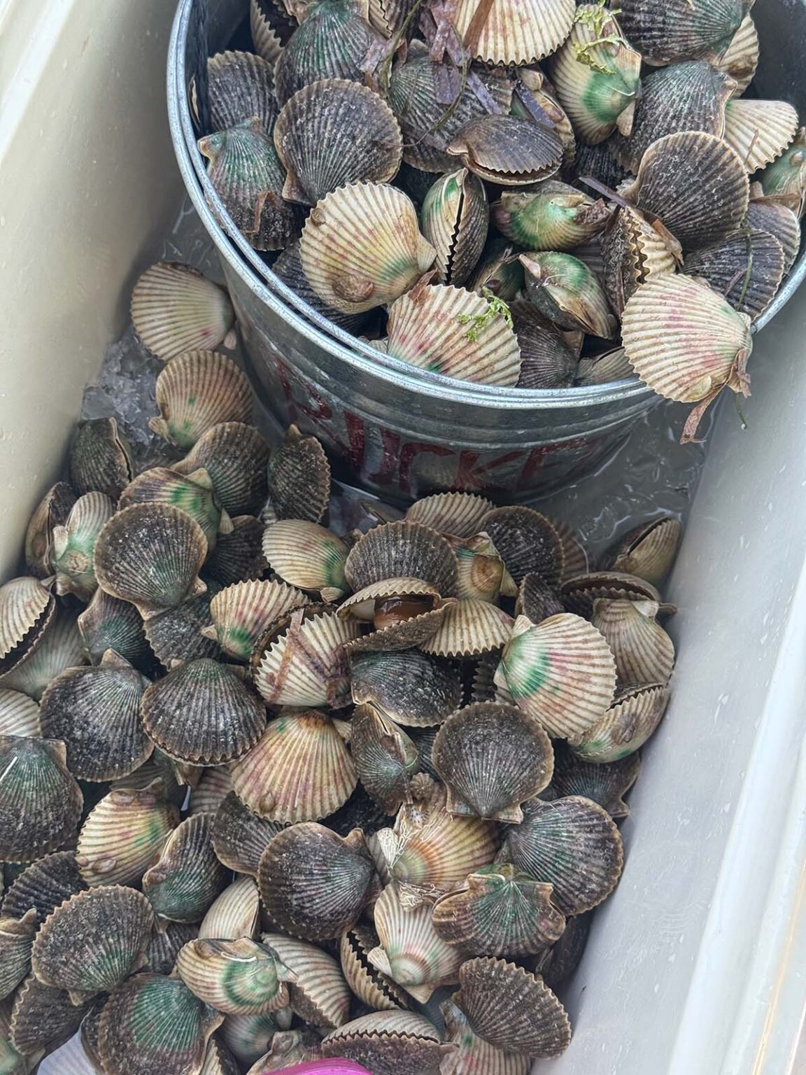 Scallops in Home Accessories and Cooking Ideas | Classic Casual Home